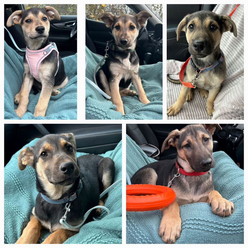 Щенки в добрые руки