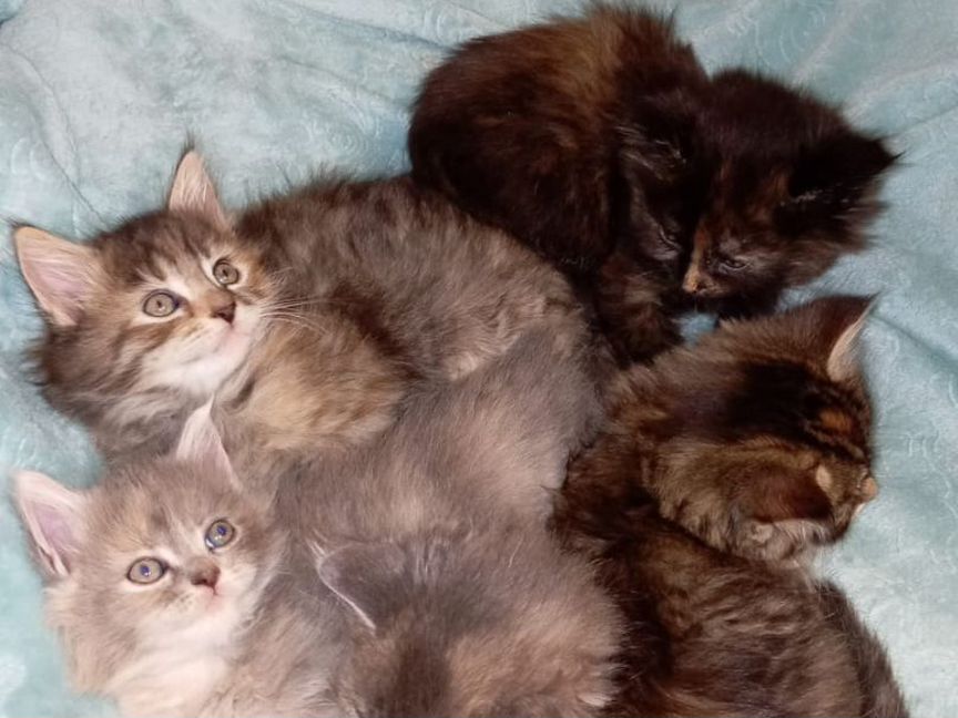 Комочки счастья