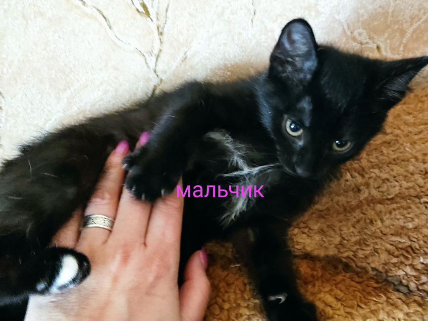 Кошки в добрые руки бесплатно