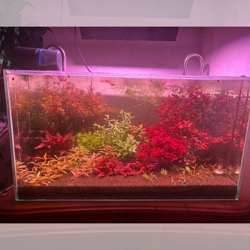 Аквариумные растения