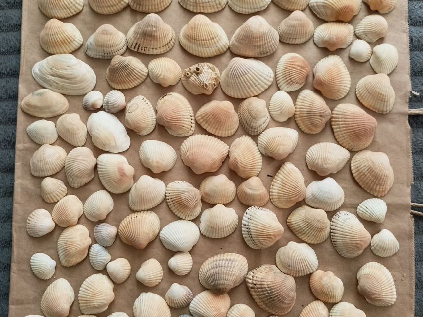 Морские ракушки раковины