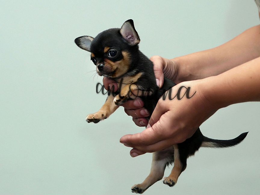 Мини- девочка