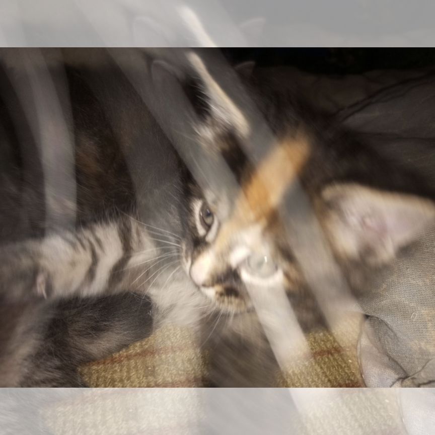 Котята мейн-кун
