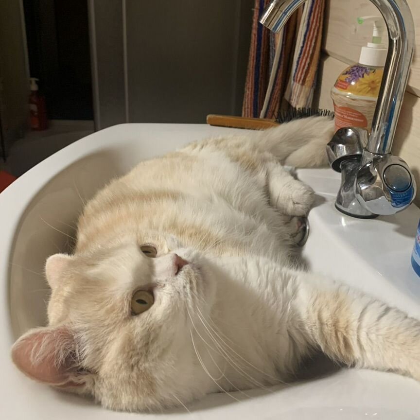 Шотландский прямоухий короткошёрстный, взрослый кот