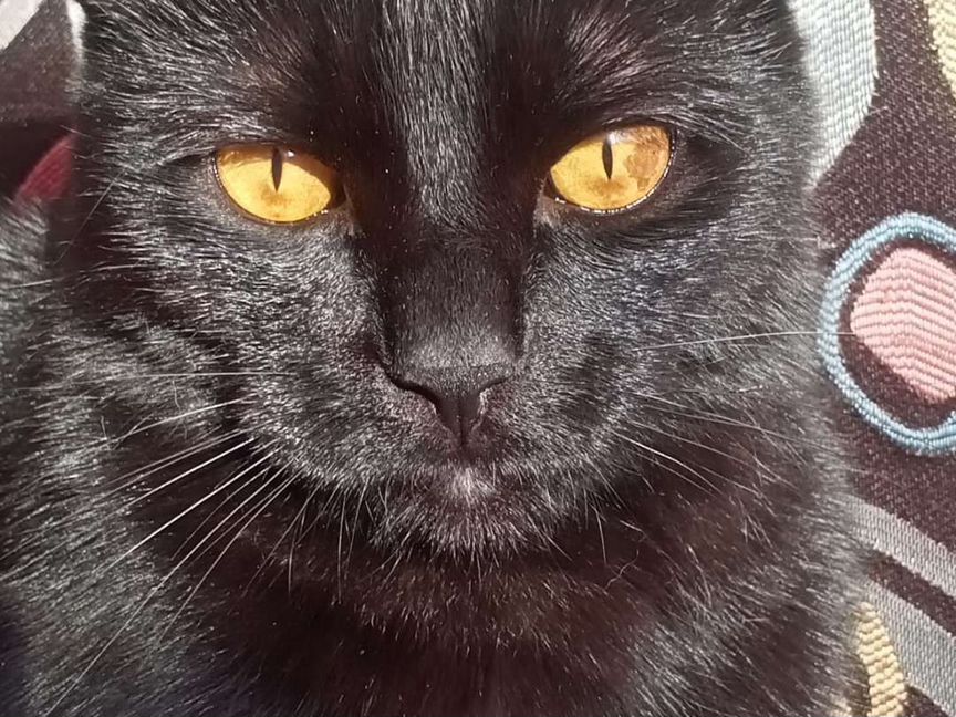 Отдам кота в добрые руки