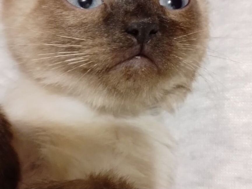 Котенок тайский.мальчик