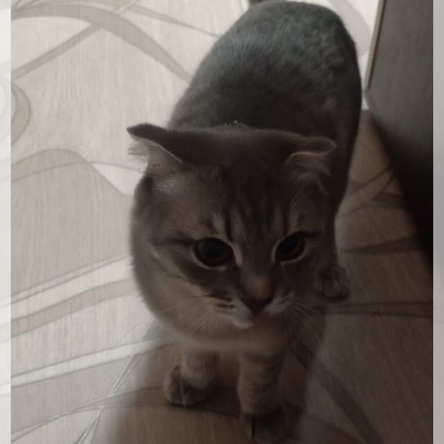 Шотландская вислоухая длинношёрстная кошка, взрослая