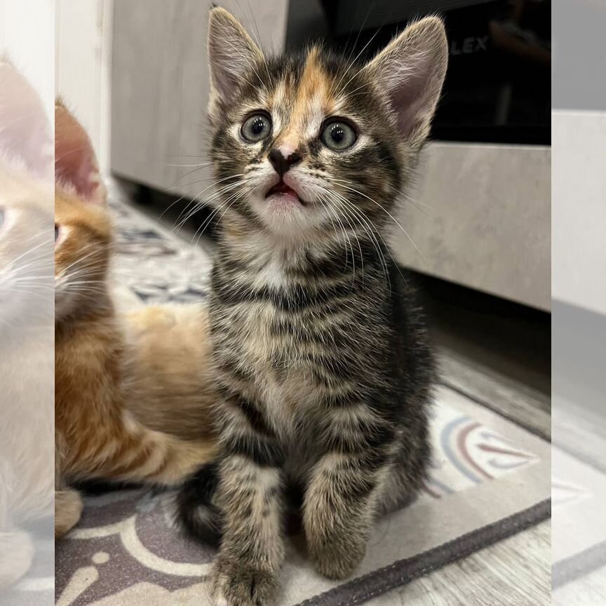 Котёнок в добрые руки
