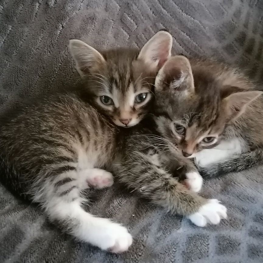 Отдам котят в хорошие руки. Кошка-мама хорошо лови