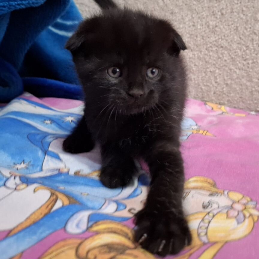Шотландский вислоухий короткошёрстный котёнок