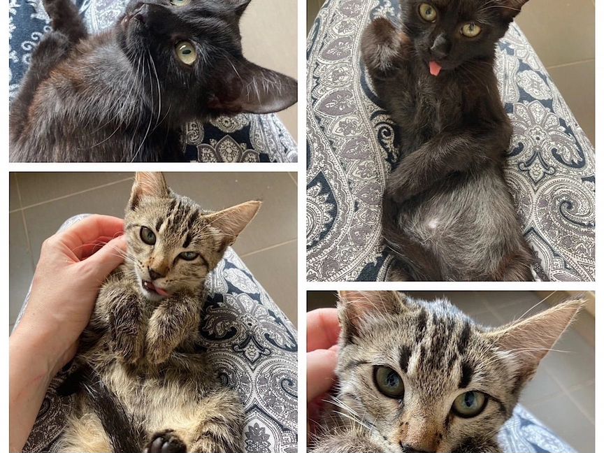 Котята