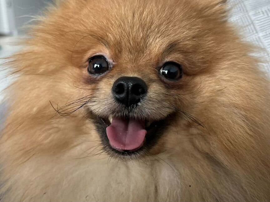 Померанский шпиц мини мальчик