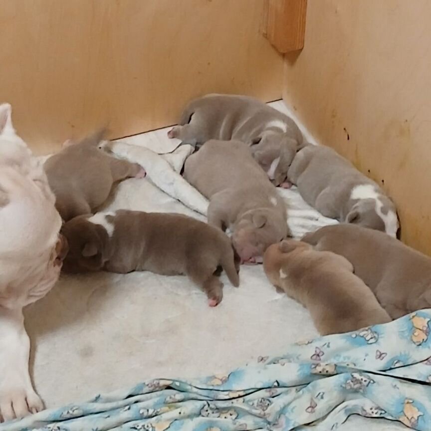 Американский булли, щенок