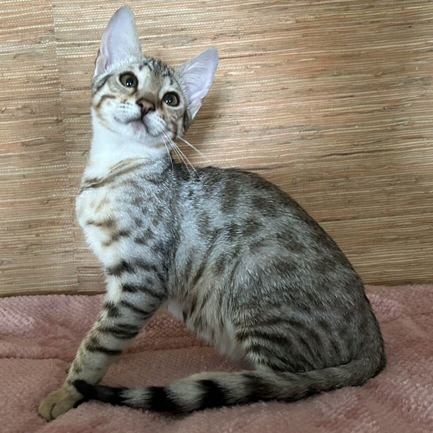 Саванна кошечка Иоланта