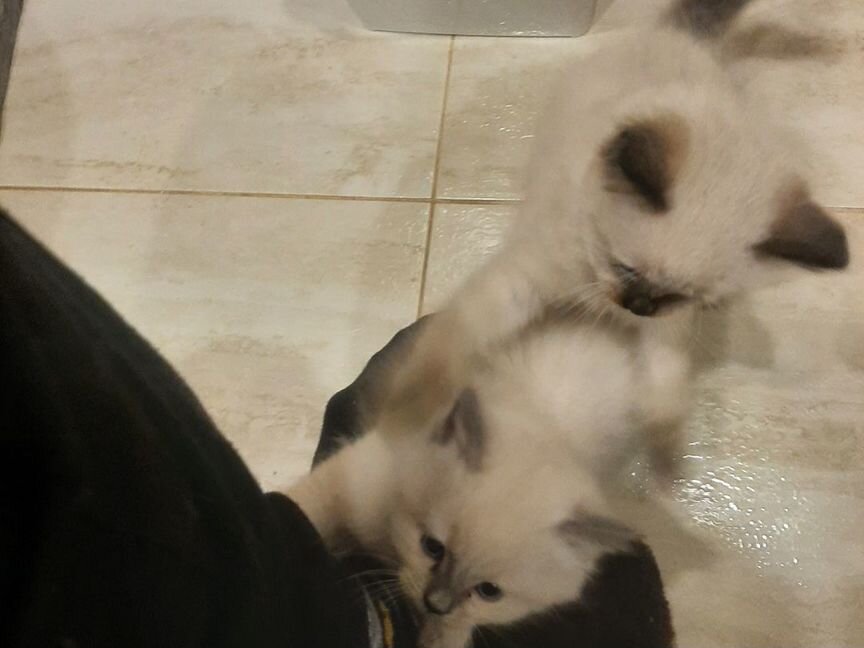 Котята Невская Маскарадная