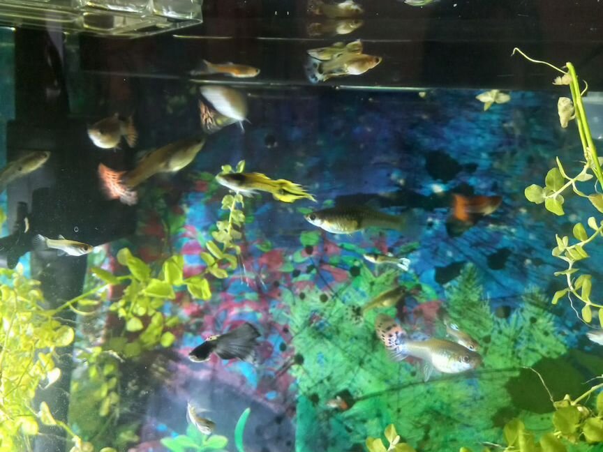 Мальки гуппи