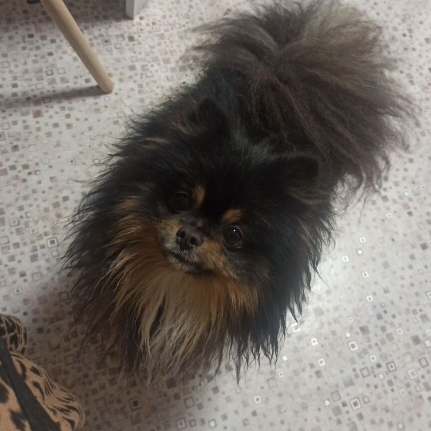 Немецкий шпиц, щенок