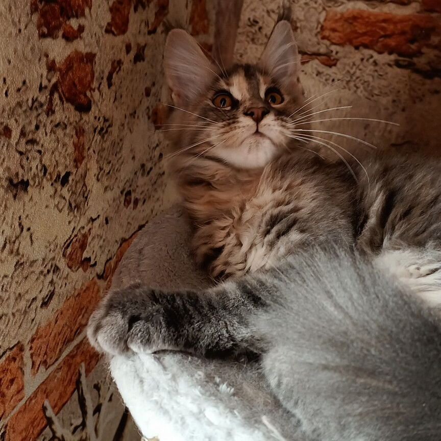 Котята мейн-кун