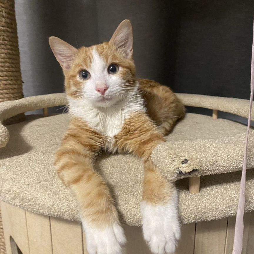 Котенок котик 4 мес ласкуша