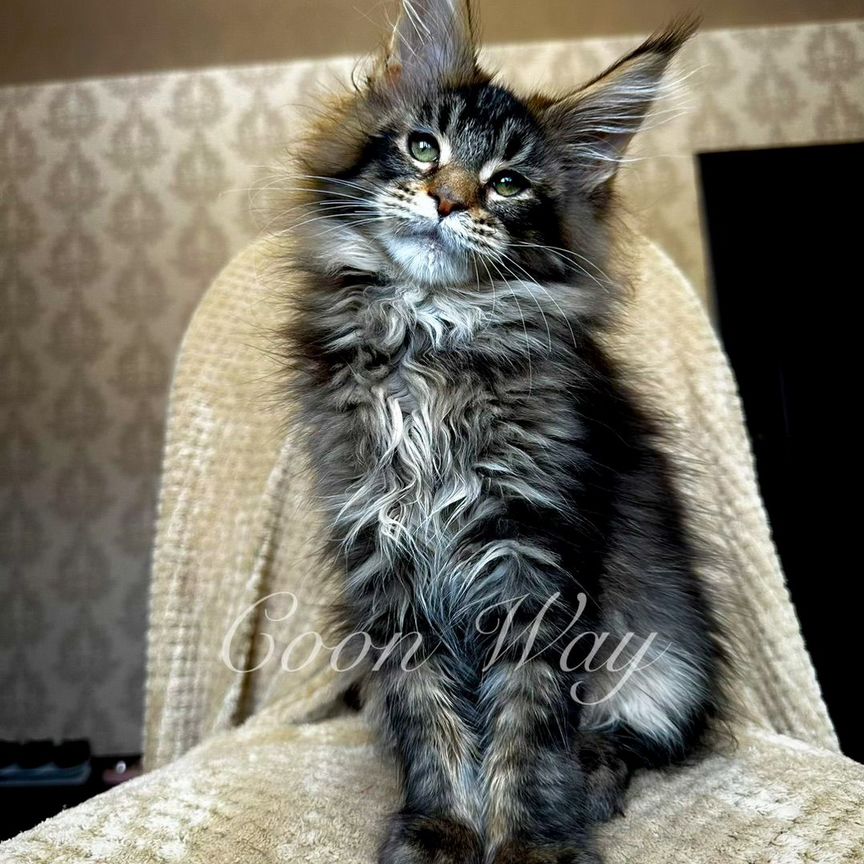 Котята мейн-кун