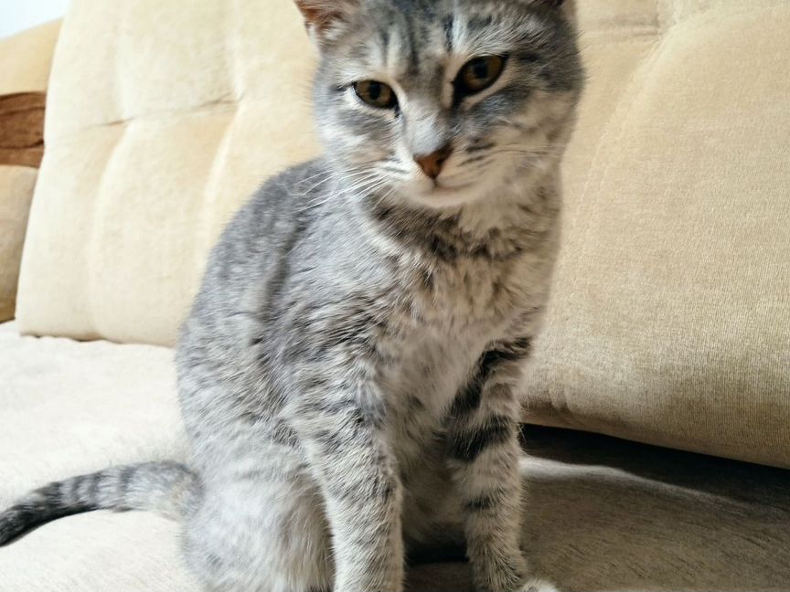 Кошка