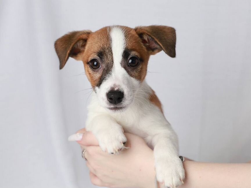 Щенки джек Рассел терьер гладкошерстный