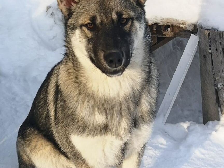 Собака в добрые руки