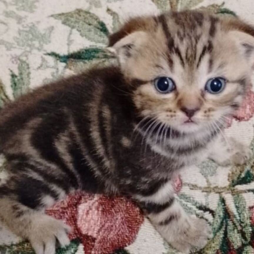 Шотландские вислоухие котята