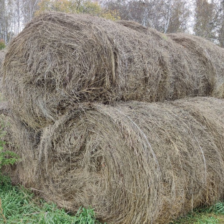 Сено в рулонах 500 кг