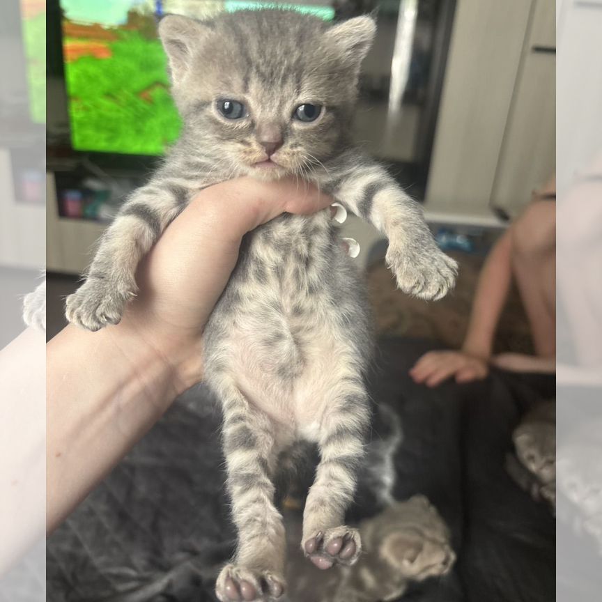 Шотландский прямоухий короткошёрстный котёнок