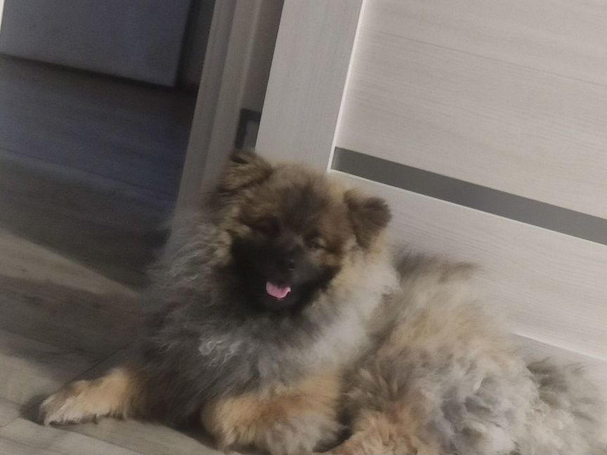 Кеесхонд вольфшпиц