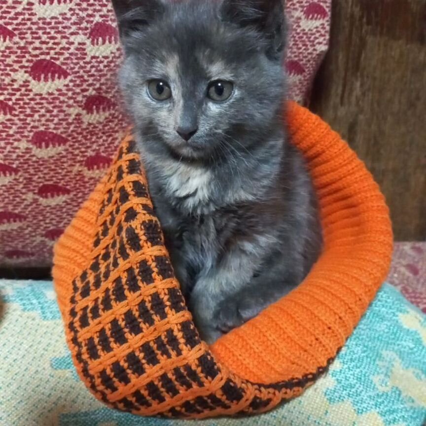 Котенок в хорошие руки