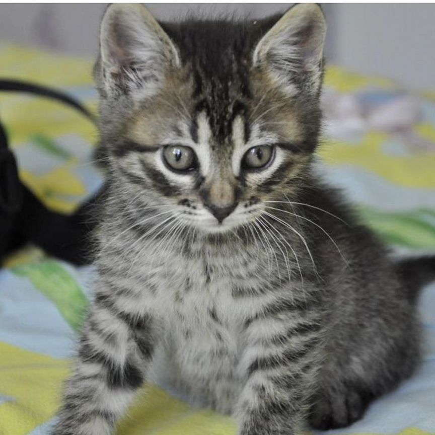 Полосатые котятки