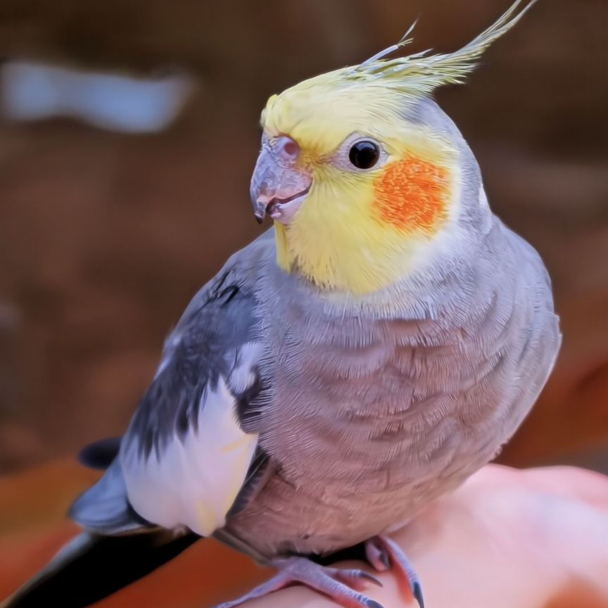 Попугай корелла с клеткой