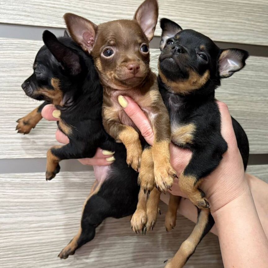 Русский той-терьер, щенок