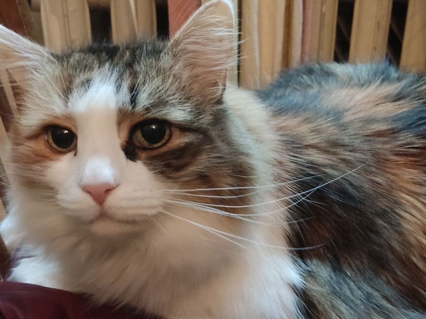 Ласковая кошка Соня