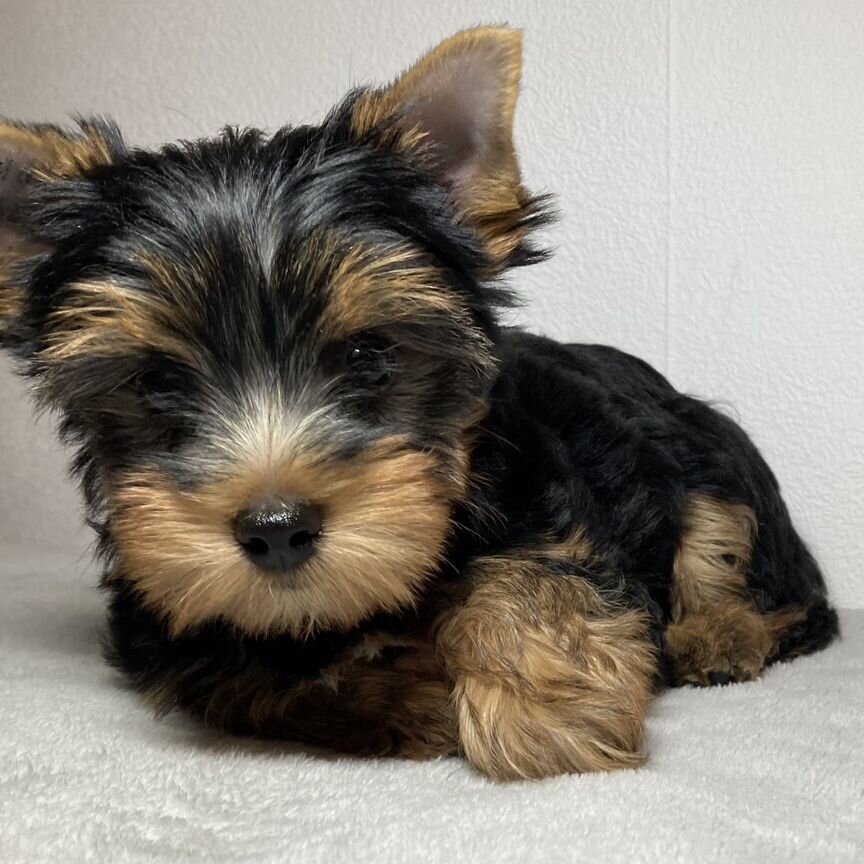 Йоркширский терьер мальчик стандарт