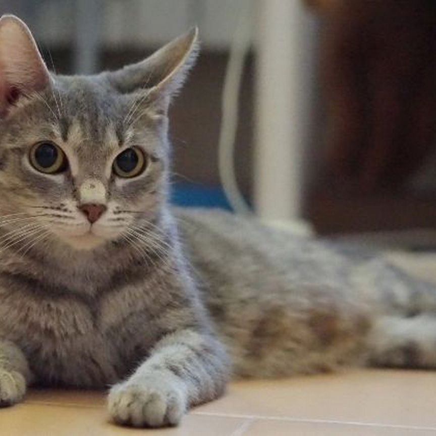 Кошечке Маркизе волонтеры ищут дом