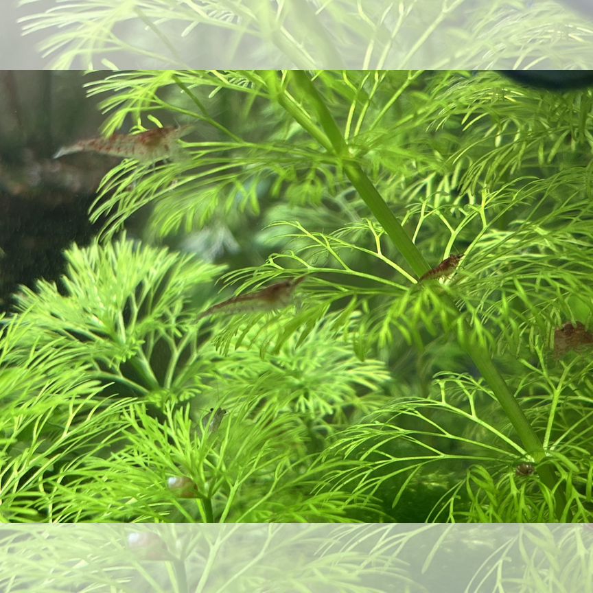 Креветки вишня