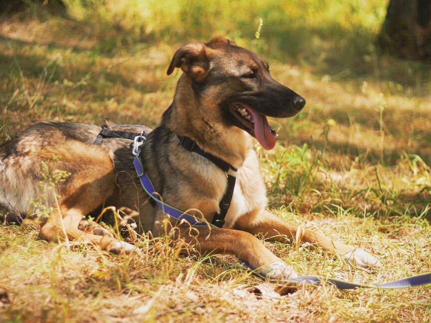 Молодой пёс пропадает в приюте