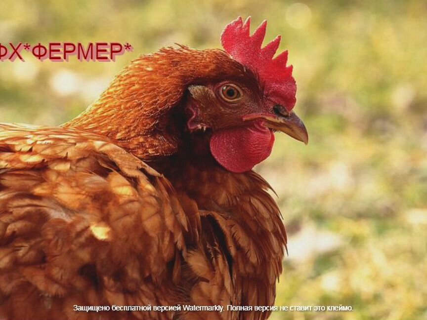 Несушка подрощенная