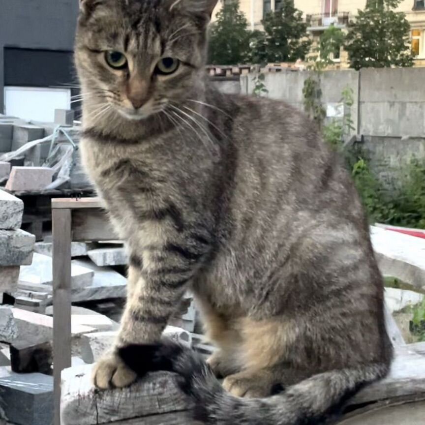 Молодая кошечка, 1 год