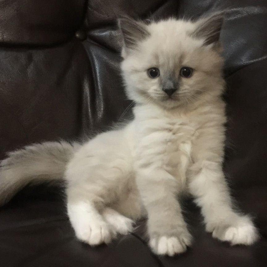 Котята