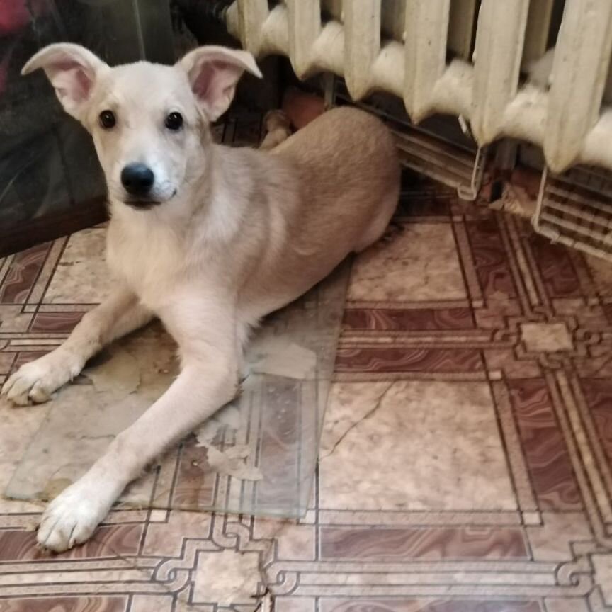 Щенок в добрые руки