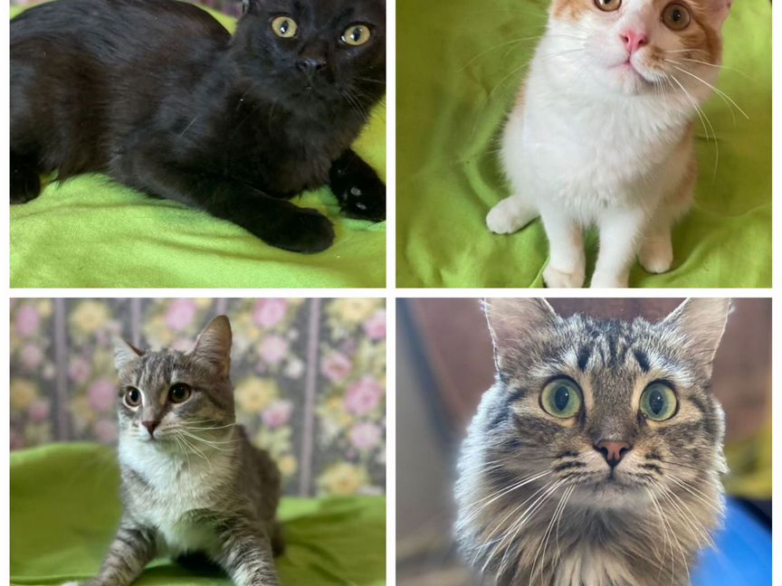 Котятки очень хотят домой