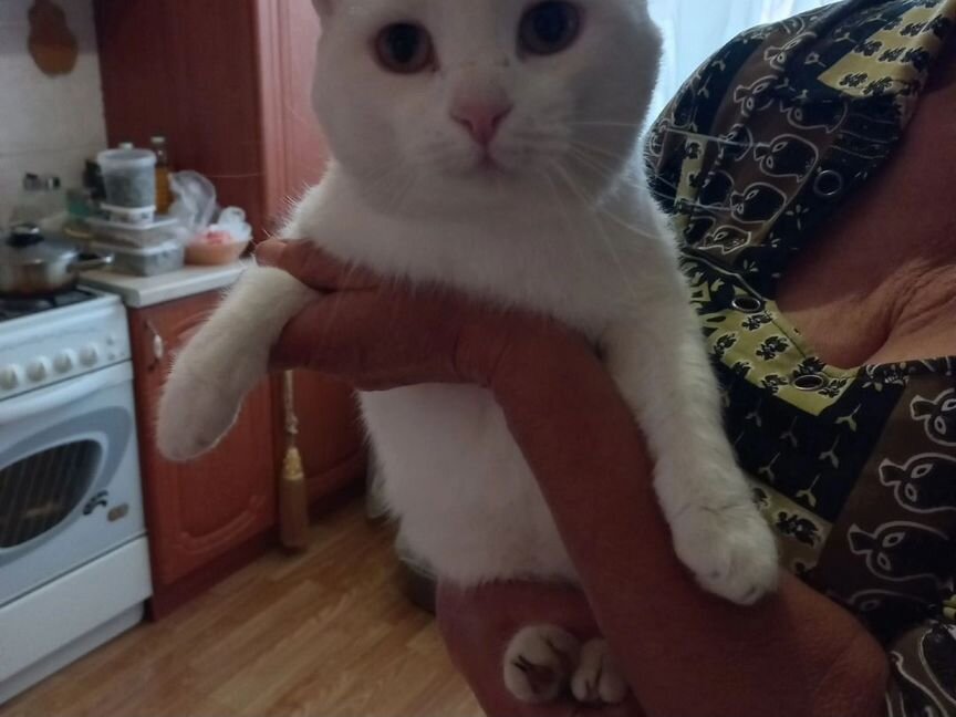 Кошка