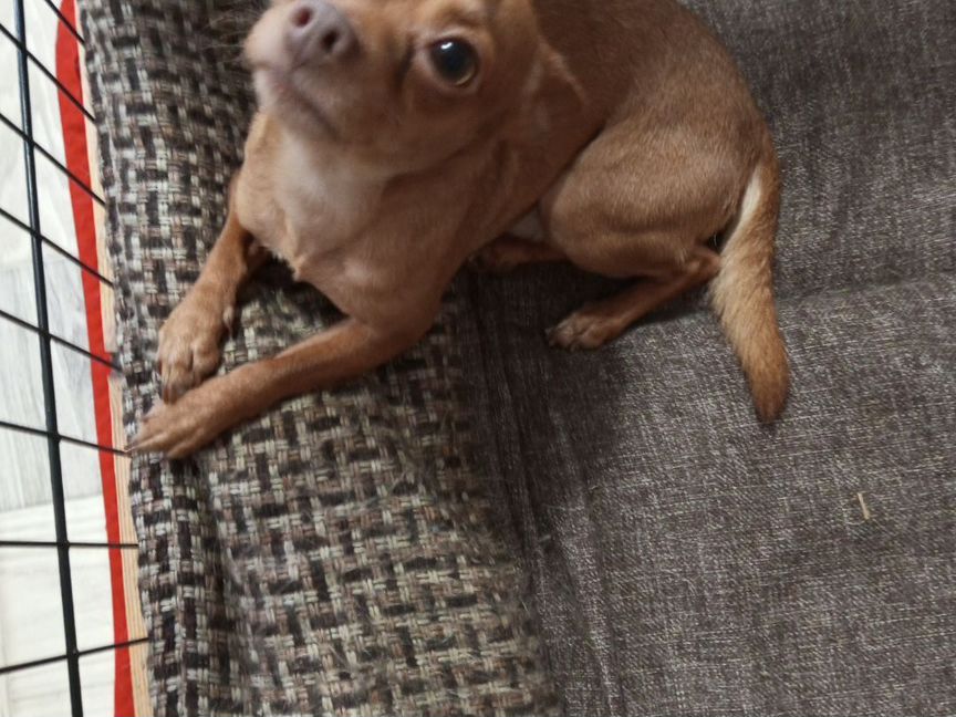 Мини тойчик вязка