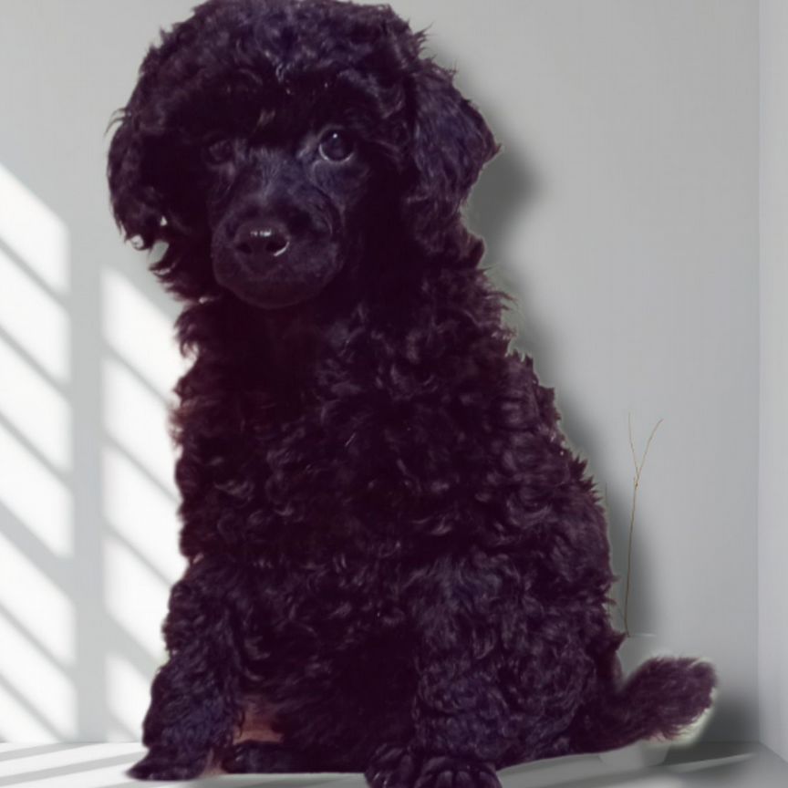 Той-пудель, щенок