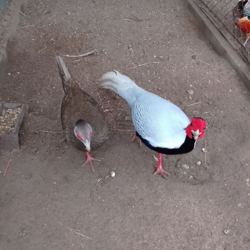 Серебряный фазан и алмазный