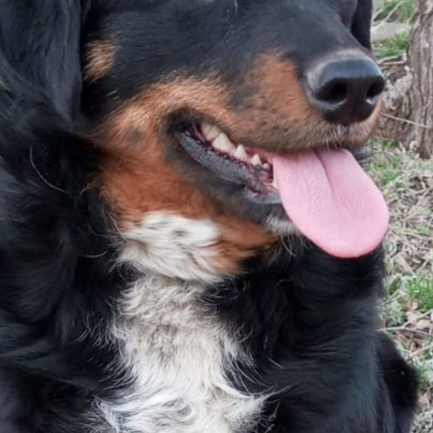 Отдаю в добрые руки